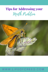 Tips for Addressing Your Moth Problem | Life of Creed